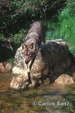 AMIGO LOBO: Blog lobero de Carlos Sanz: JORNADAS LOBERAS EN SEGOVIA ...