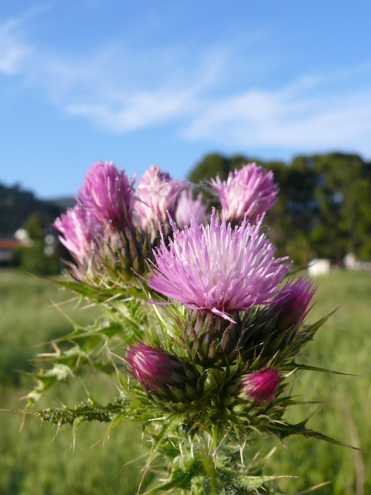 FOTOS JM.G: LA FLOR DEL CARDO (CARDUUS TENUIFLORUS)