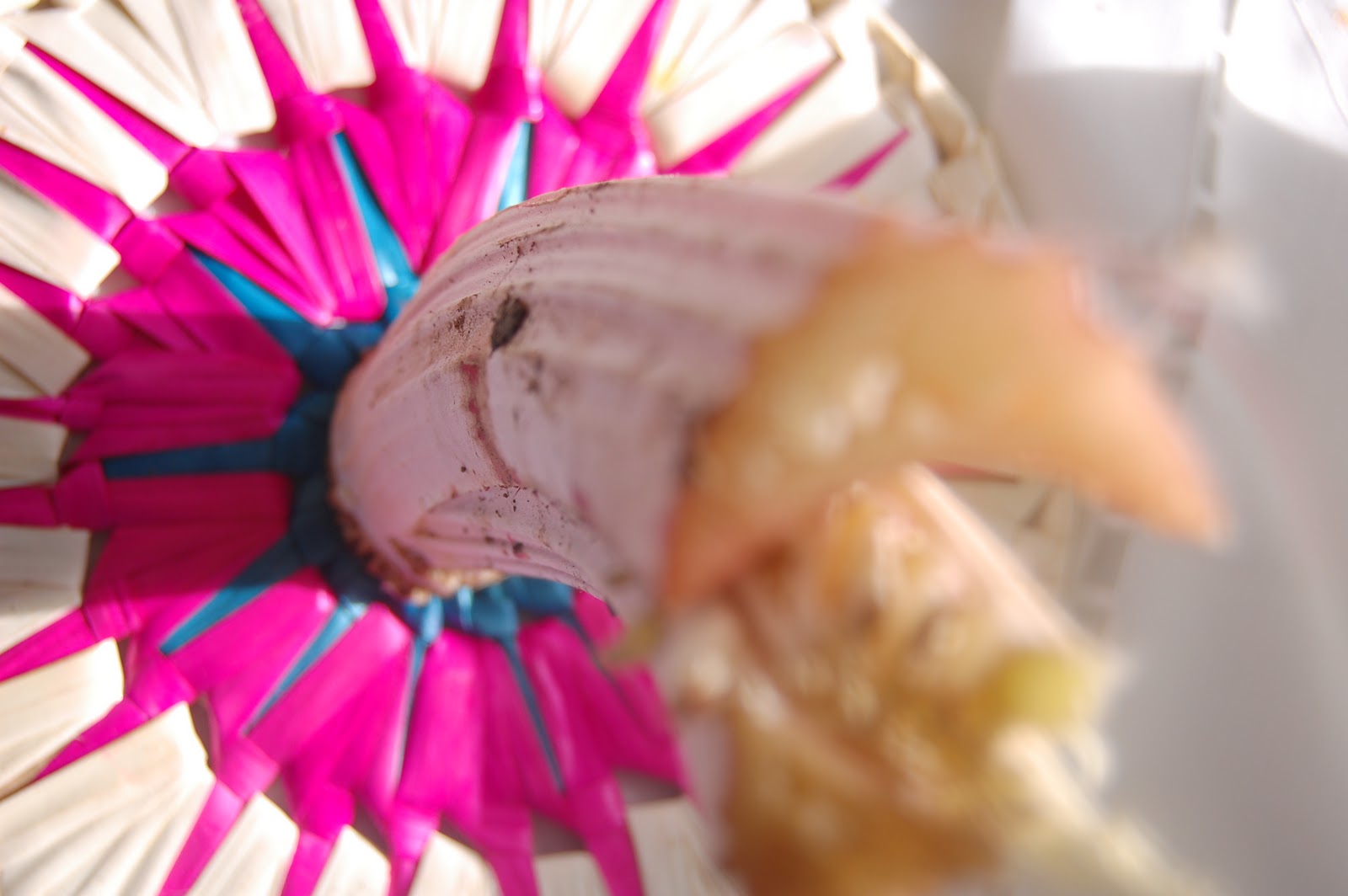 La Alacena de Charo Val: ÀGREDA GASTRONÓMICA//CARDO ROJO DE ÁGREDA//LA ...