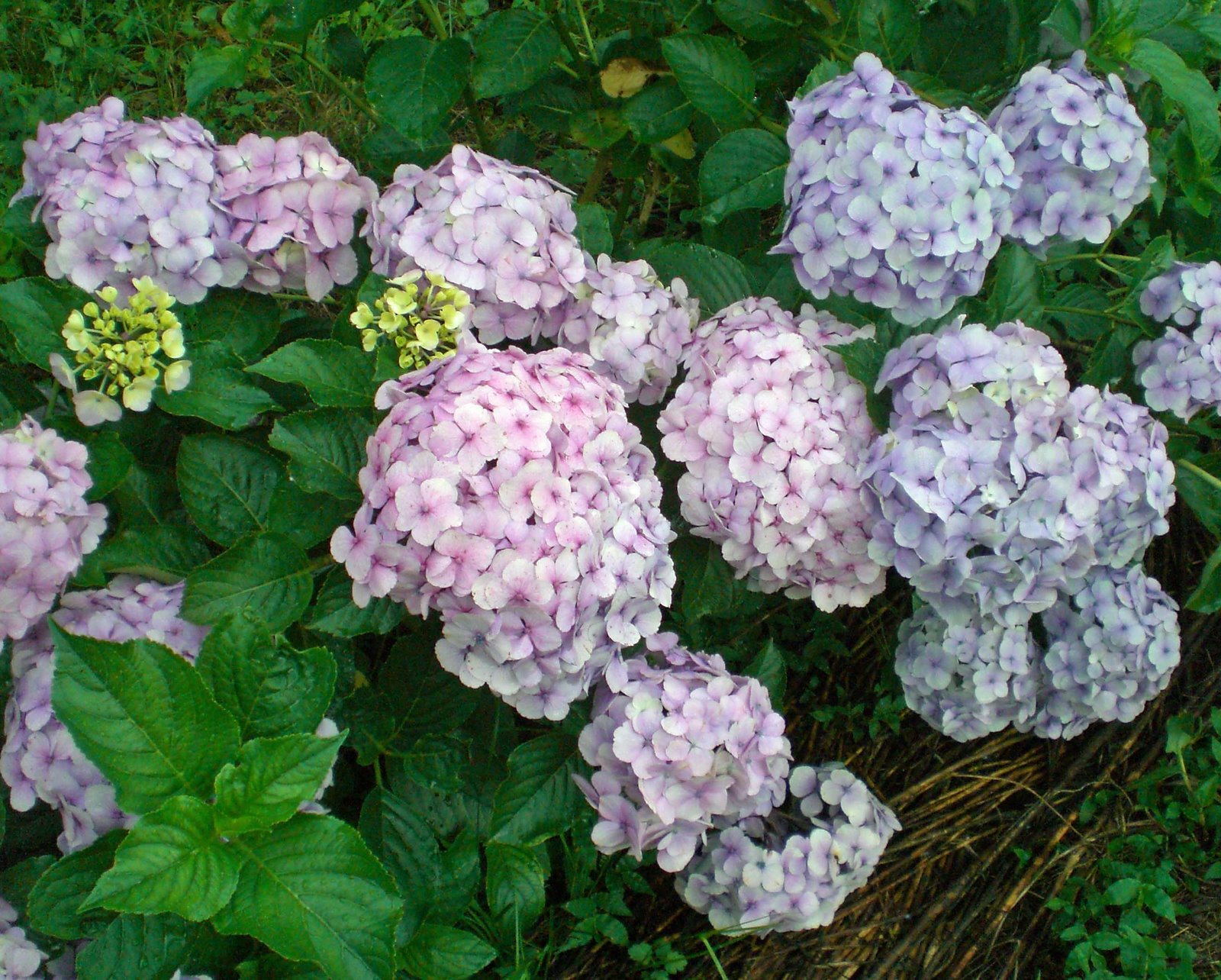 Wild hydrangeas in Izu peninsula: Wild mophead of Hydrangea macrophylla