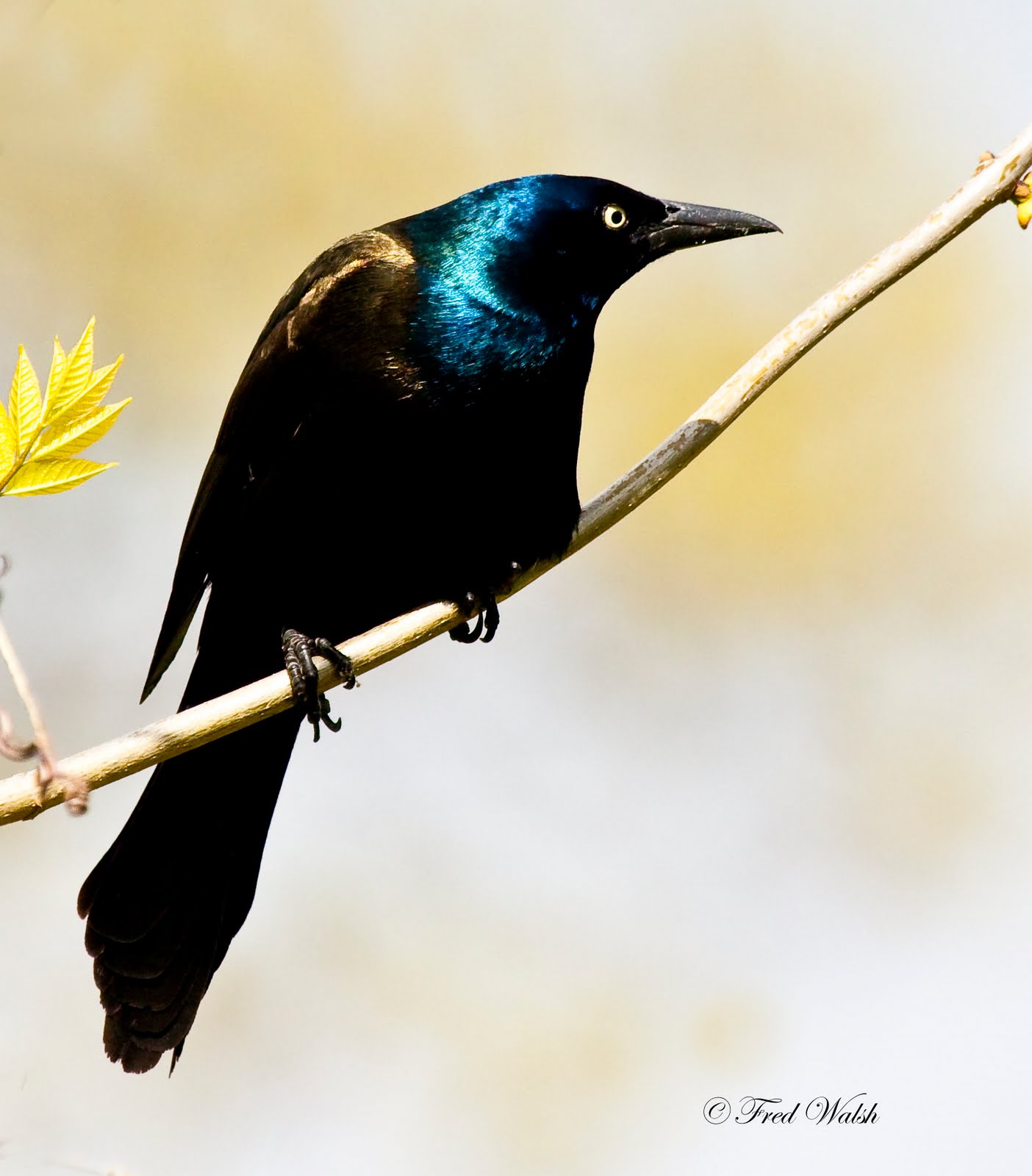 fred walsh photos: Common Grackle