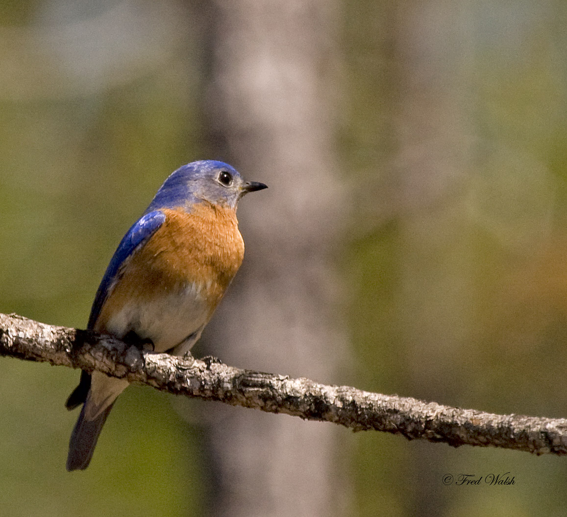 fred walsh photos: Eastern Bluebird