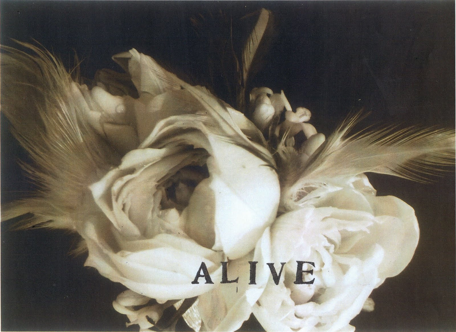 Jewel Box: Life In Sepia Tones