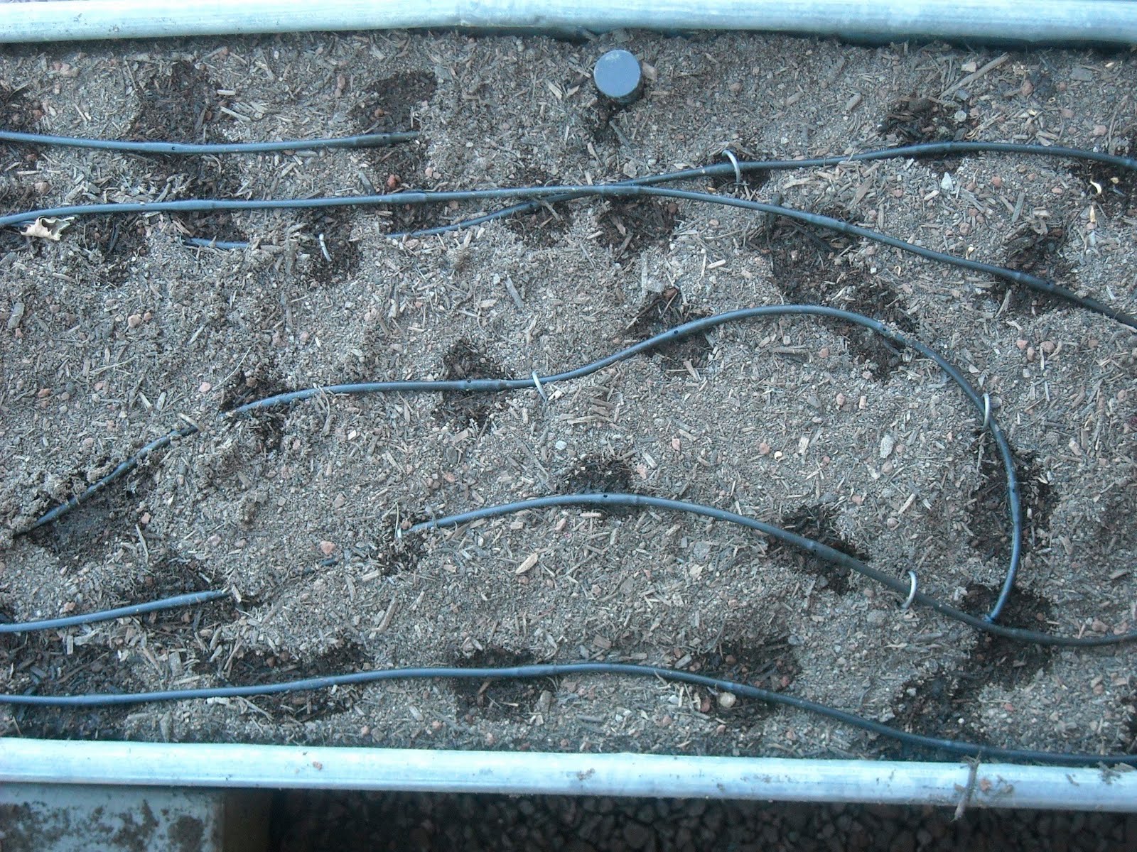 Robert Kourik's Garden Roots: 6/13/10 - 6/20/10