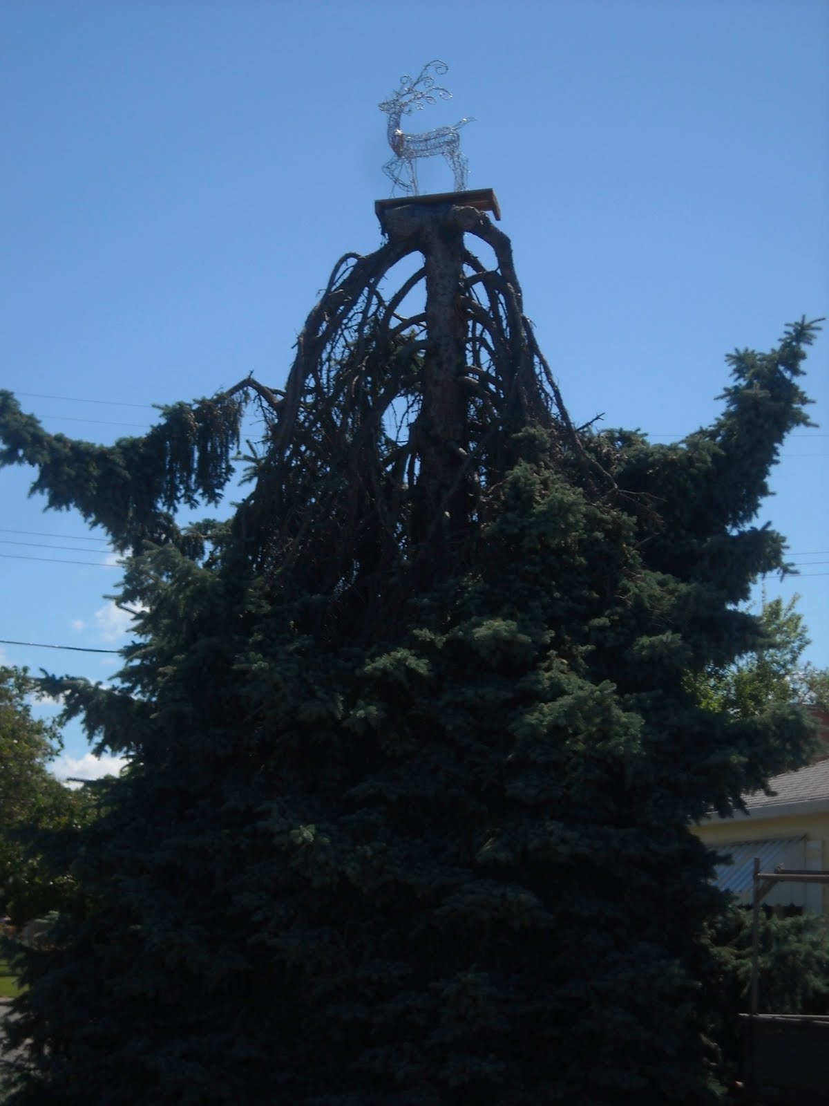 Robert Kourik's Garden Roots: 6/13/10 - 6/20/10