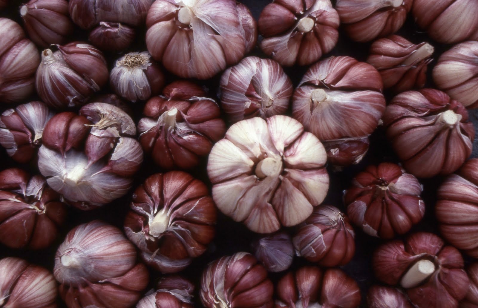 Robert Kourik's Garden Roots