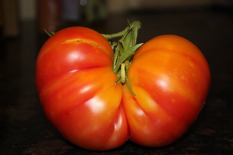 Mutiny In the Garden: Pretty Tomatoes!