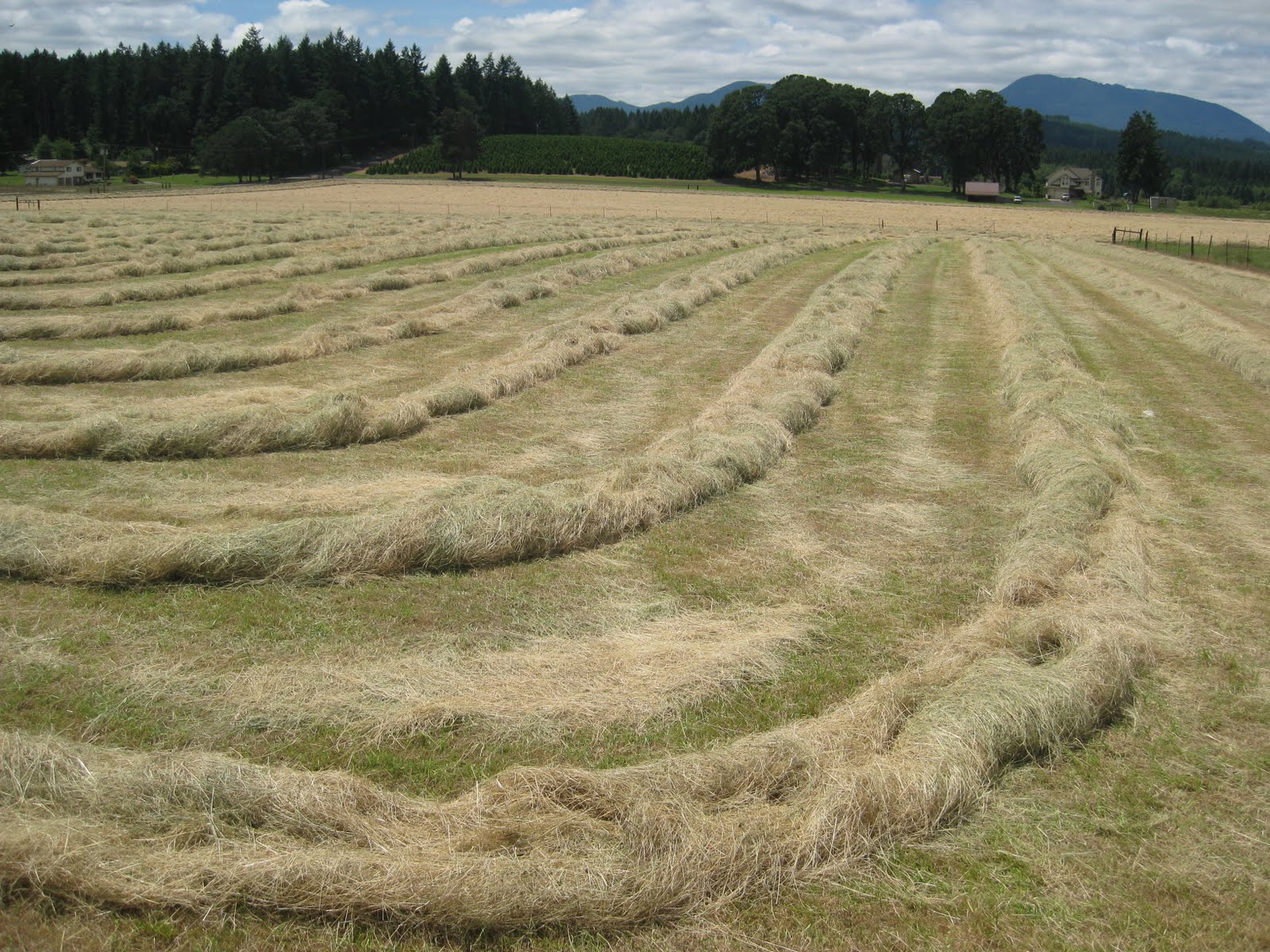 A Conventional Farm Transitions to Organic.: Organic hay
