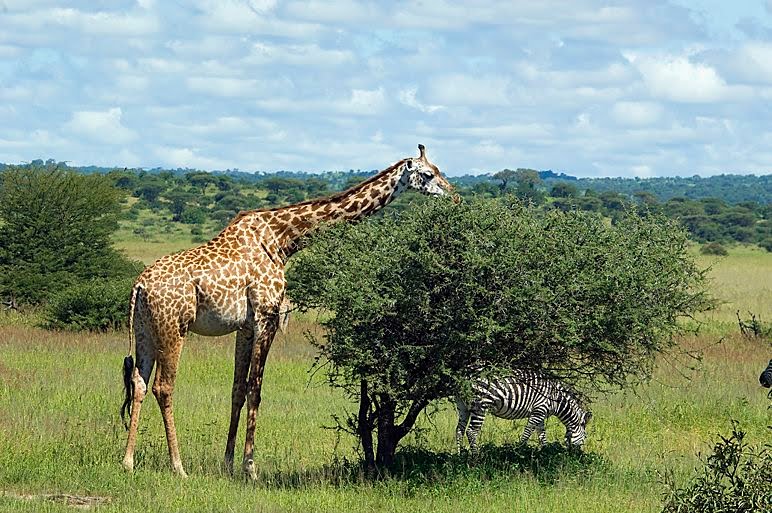 T-E-M-B-E-A Tanzania: Twiga