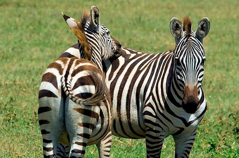 T-E-M-B-E-A Tanzania: Rangi ya Pundamilia