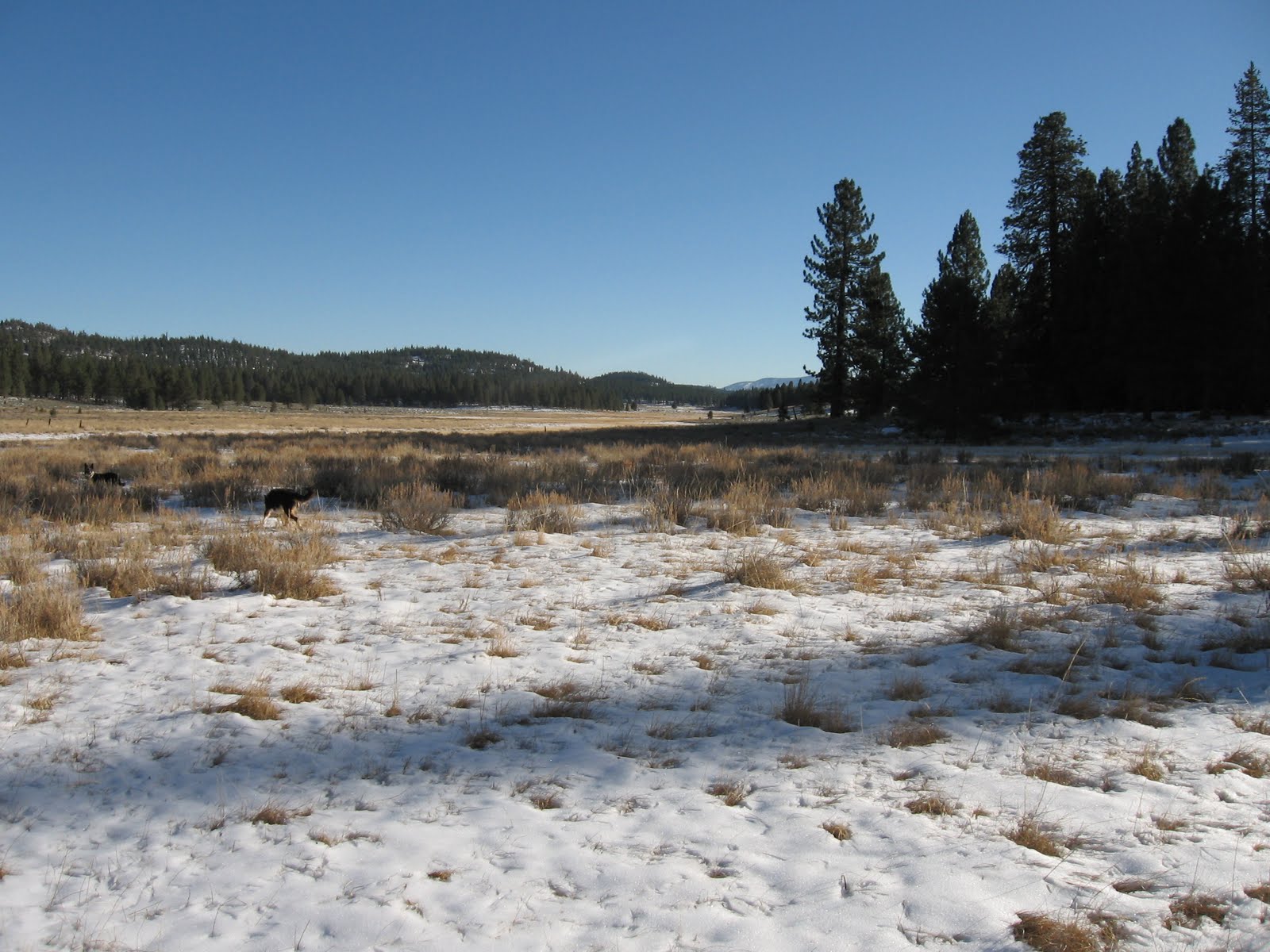Foothill Agrarian: Wheeler Sheep Camp