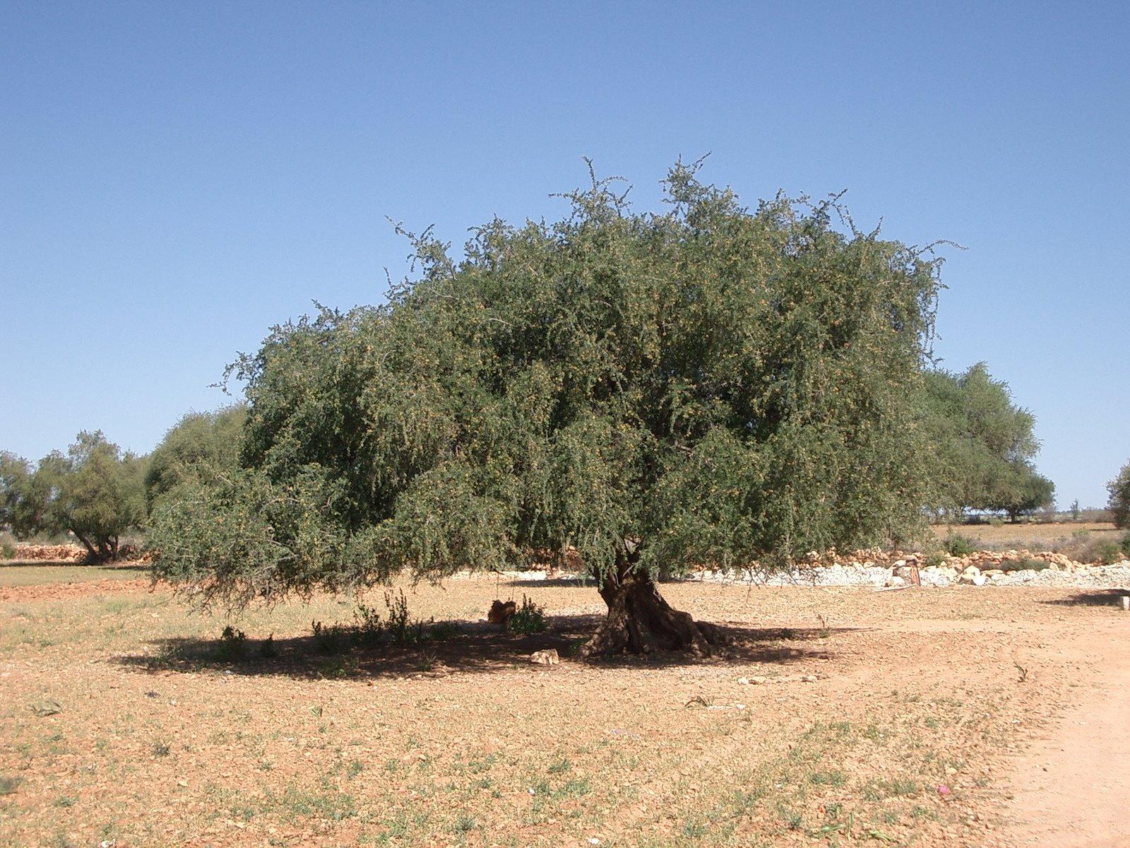 On aime le Maroc pour ...: Arganier