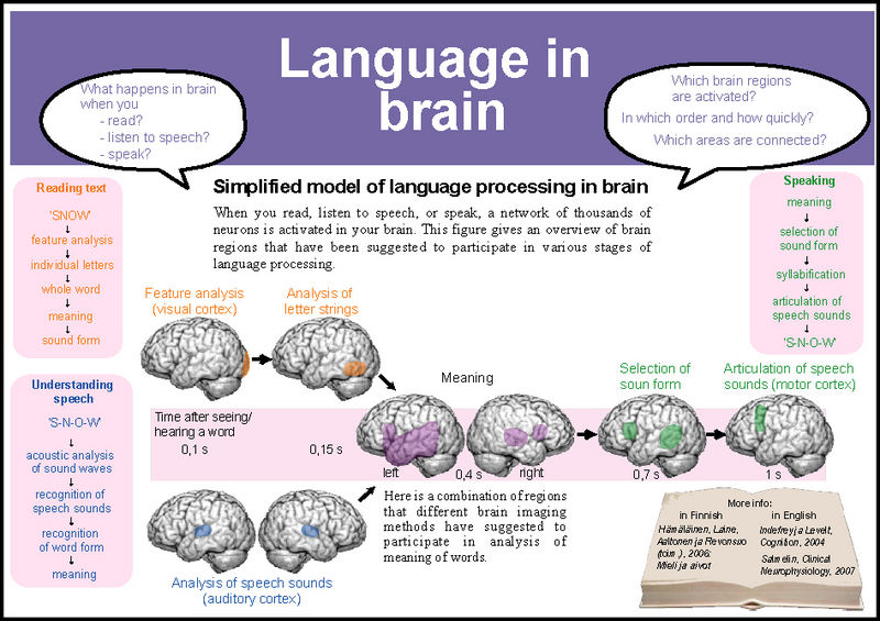 A Walk in the WoRds : The Brain and Language
