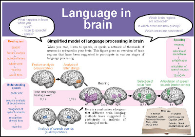 A Walk in the WoRds : The Brain and Language