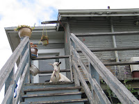 The Green Apple Core: Farm City: bees & chickens & goats. . . Oh my!