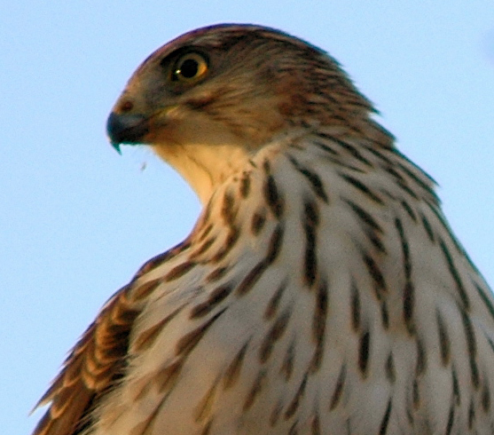 Seeing Washington: Hawk