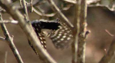 Colvin Run Habitat: Birds-in-Flight: Downy Woodpecker