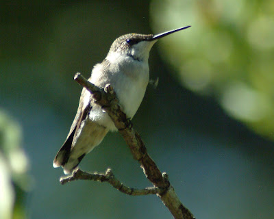 Colvin Run Habitat: September 2007