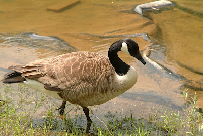 Colvin Run Habitat: Canadian Goose Takes a Swim