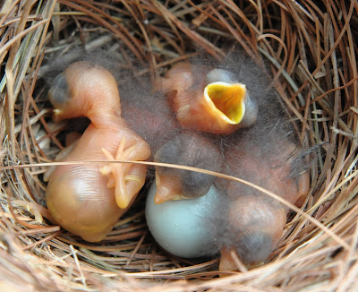 Colvin Run Habitat: New Eastern Bluebird Chicks Arrive