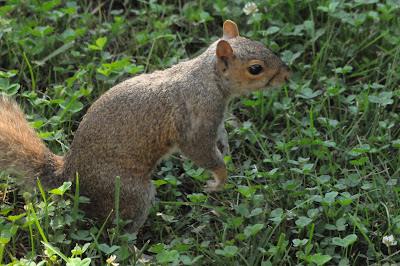Colvin Run Habitat: Sammy the Squirrel Burying Nuts