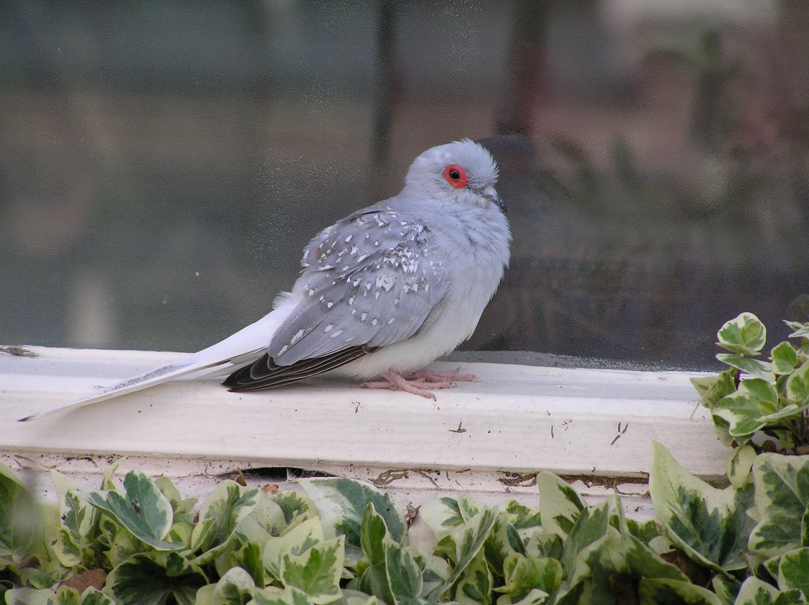 Praten met vrije dieren: De diamantduif