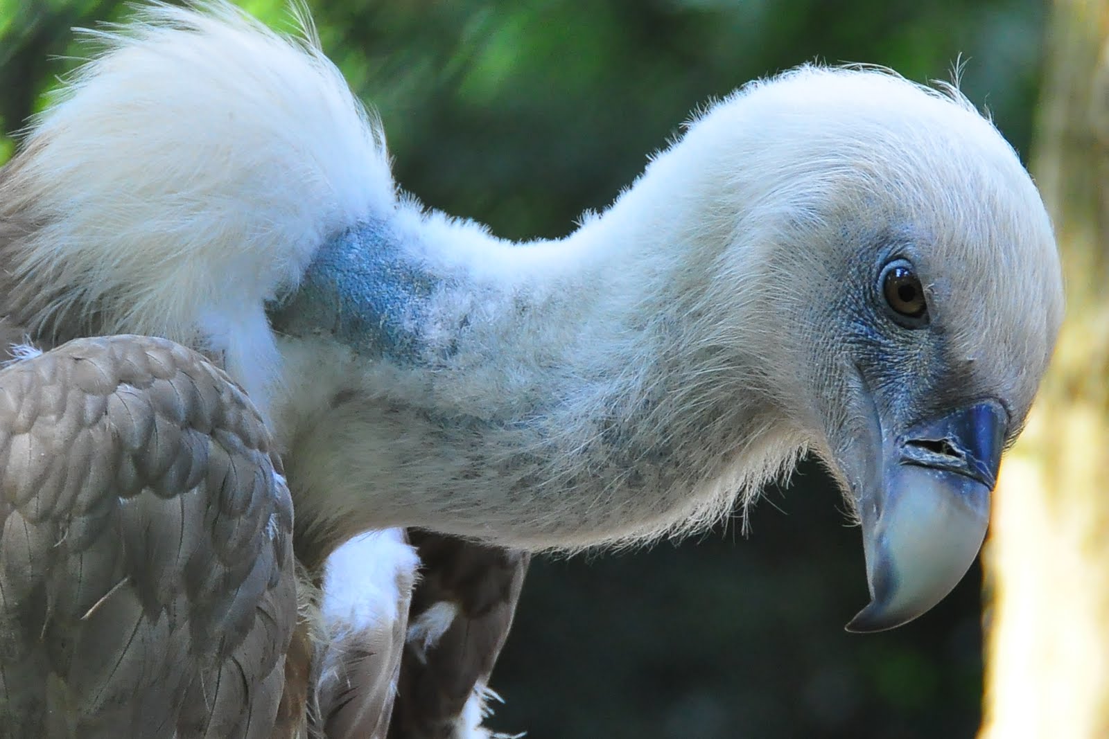 Praten met dierentuindieren: De vale gier