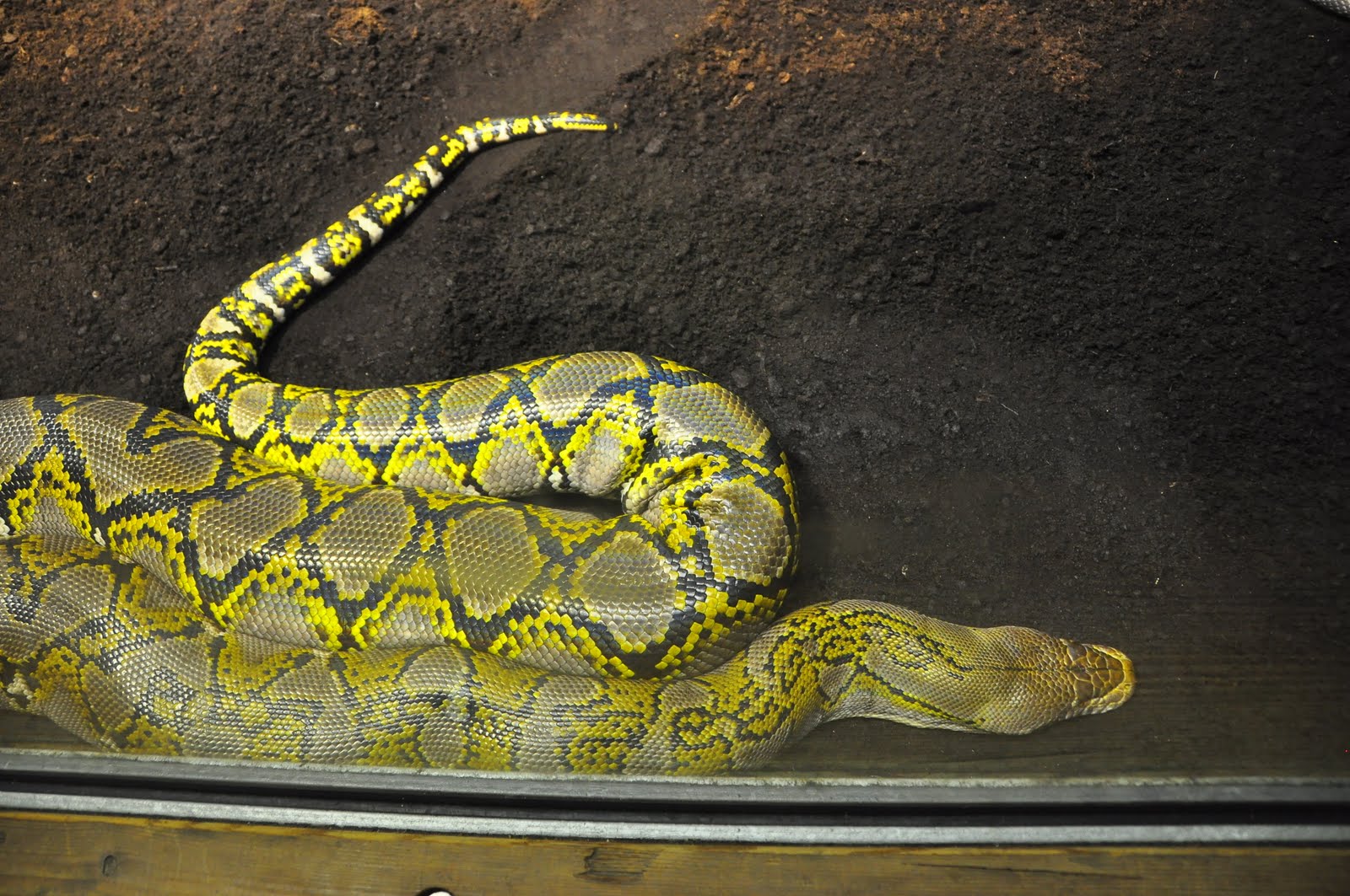 Praten met dierentuindieren: De netpython