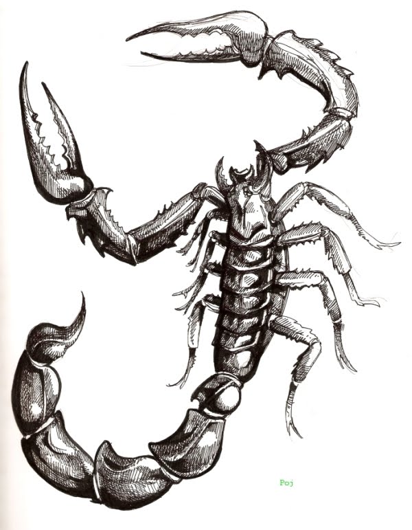 Scorpion Tattoos Designs | masters of tattoo