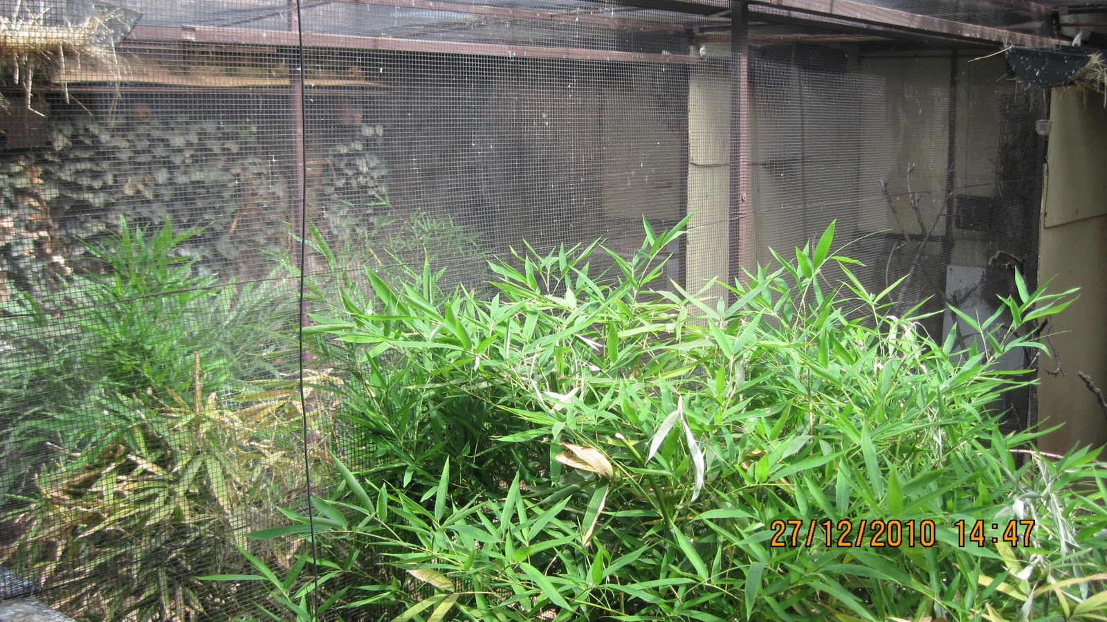 RAS Avichat: Getting Started by building your first aviary