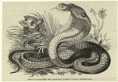 ITSBOSSY: the sacred serpent.