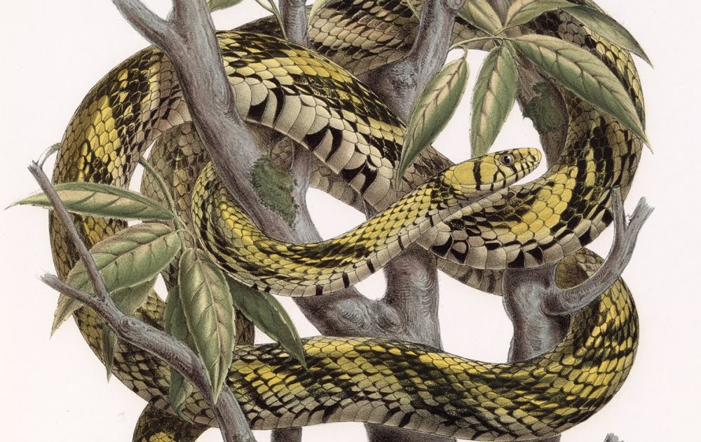 ITSBOSSY: now the serpent was more crafty than any other beast of the ...