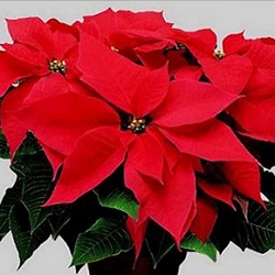 Paisajista Laila Huber: Euphorbia pulcherrima (euforbia, estrella ...