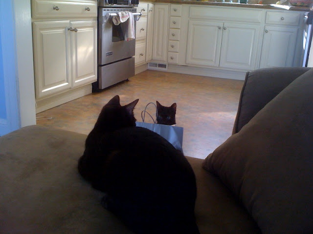 The Infusion: The evil cat brothers are plotting something