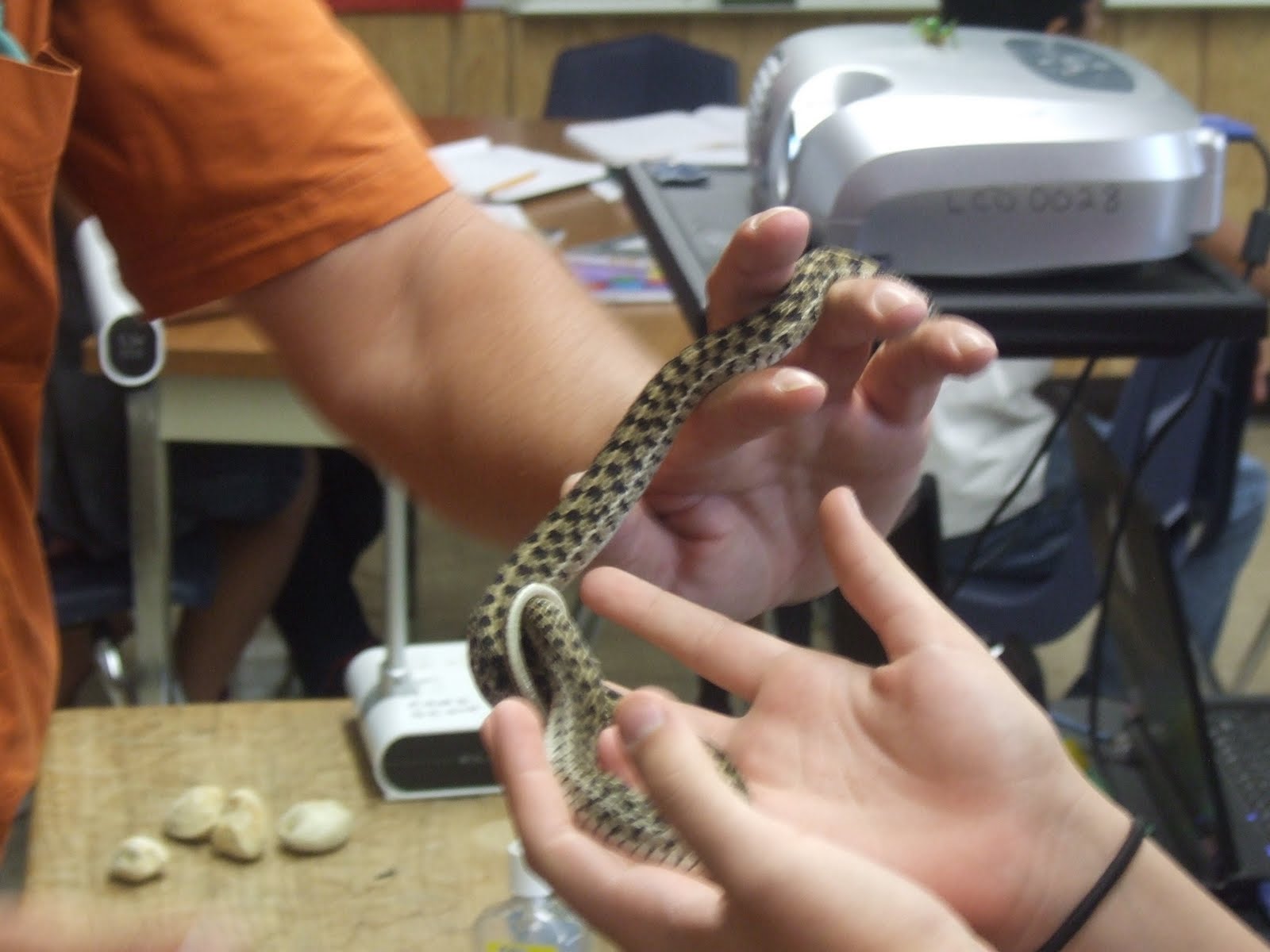 In Small Gardens: Snakes in Classrooms