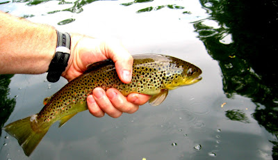 Southeastern Fly: Elk River TN Fly Fishing