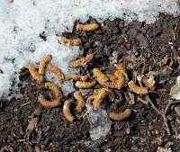 Ruffed Grouse – Wild Chicken of the Adirondacks - - The Adirondack Almanack