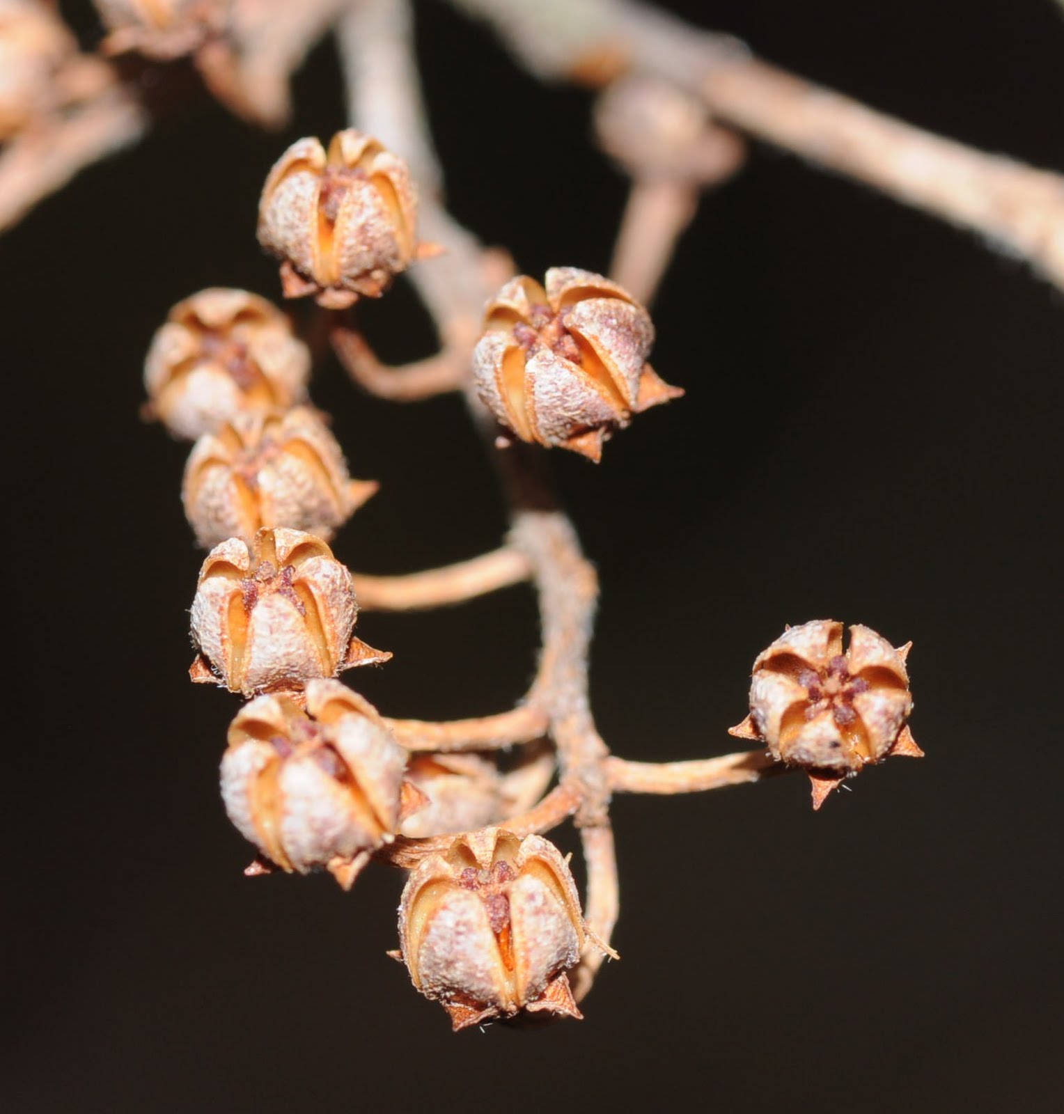 An Adirondack Naturalist in Illinois: A Walk in the Park