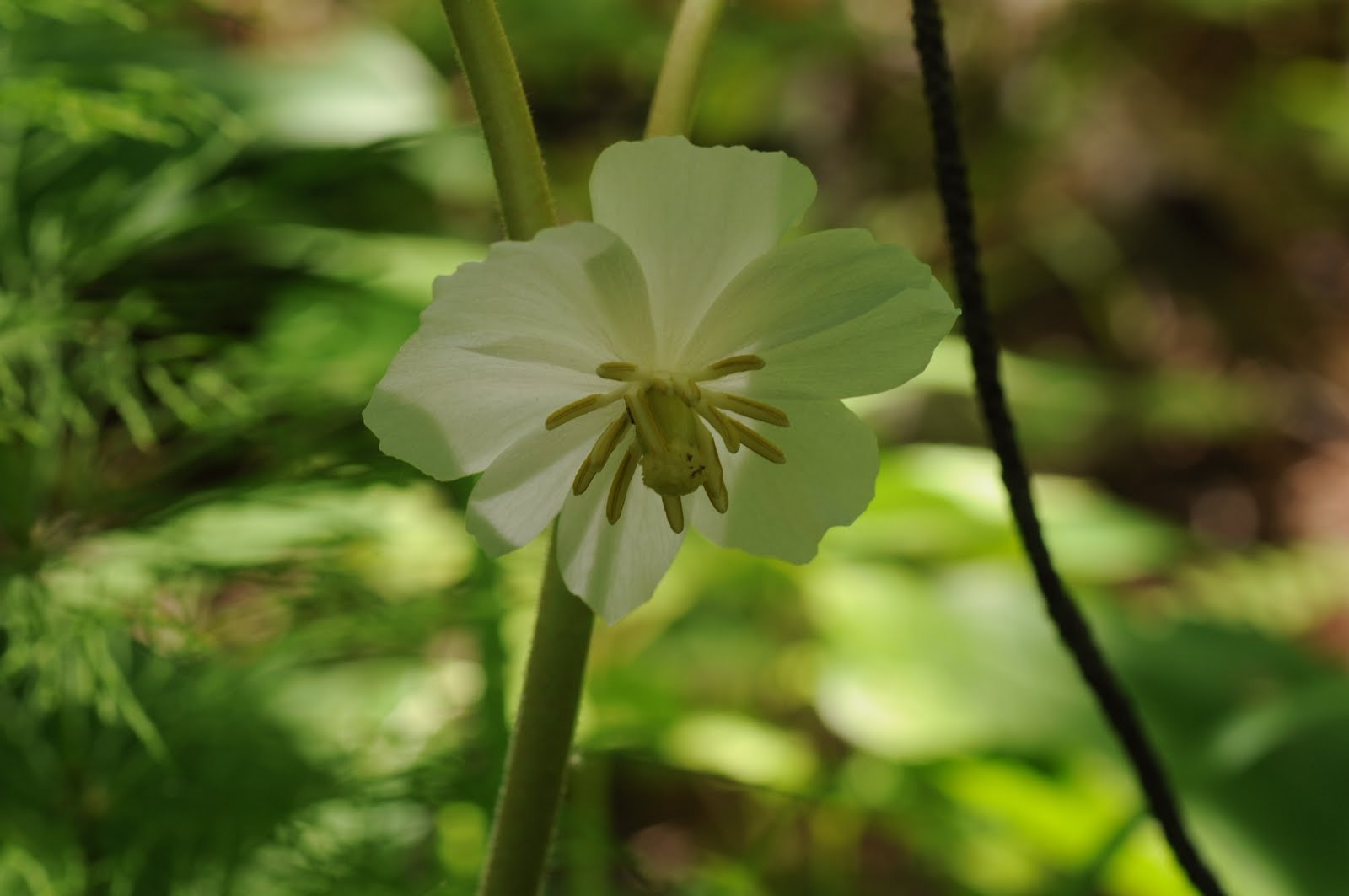 An Adirondack Naturalist in Illinois: Botanical Adventures Part II ...