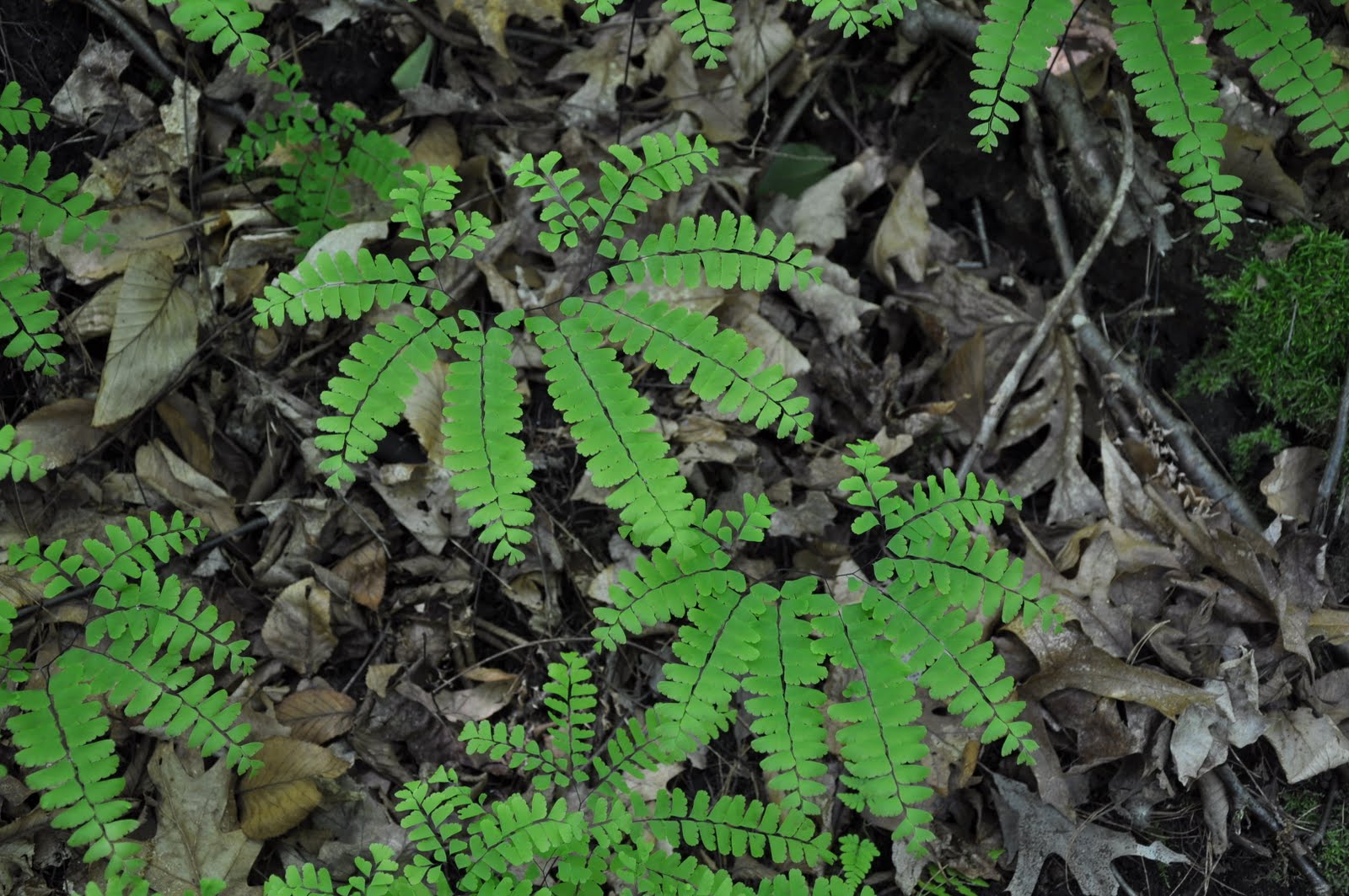 An Adirondack Naturalist in Illinois: Botanical Adventures Part II ...