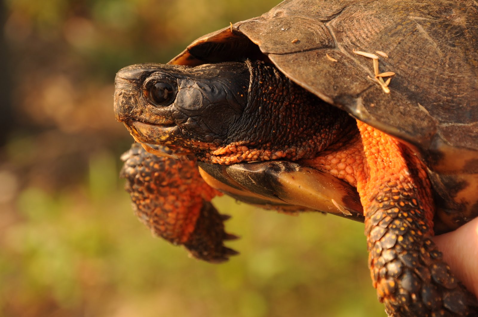 An Adirondack Naturalist in Central New York: Turtle Alert