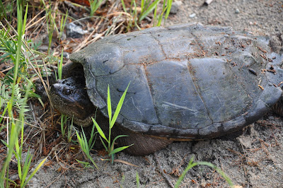 An Adirondack Naturalist in Central New York: Turtle Alert