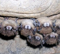 Adirondack Bats: Little and Big Brown Bats - - The Adirondack Almanack