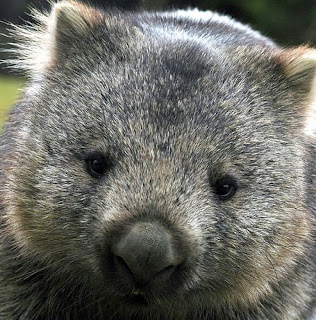 Wombats