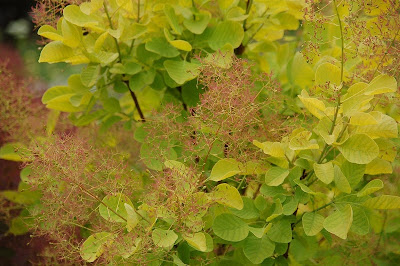 Mój ogród: Cotinus coggygria 'Ancot' GOLDEN SPIRIT™