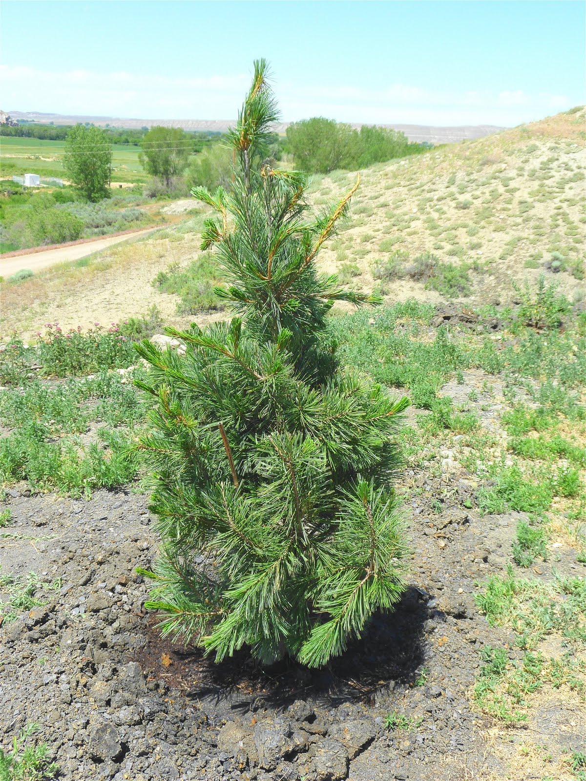 Our new life in Wyoming: We Have Landscaping!