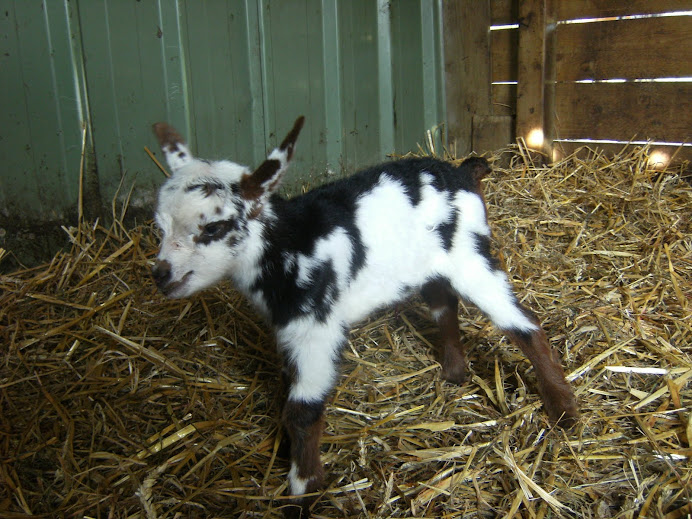 LE VICQUET: LA CHEVRE DU ROVE
