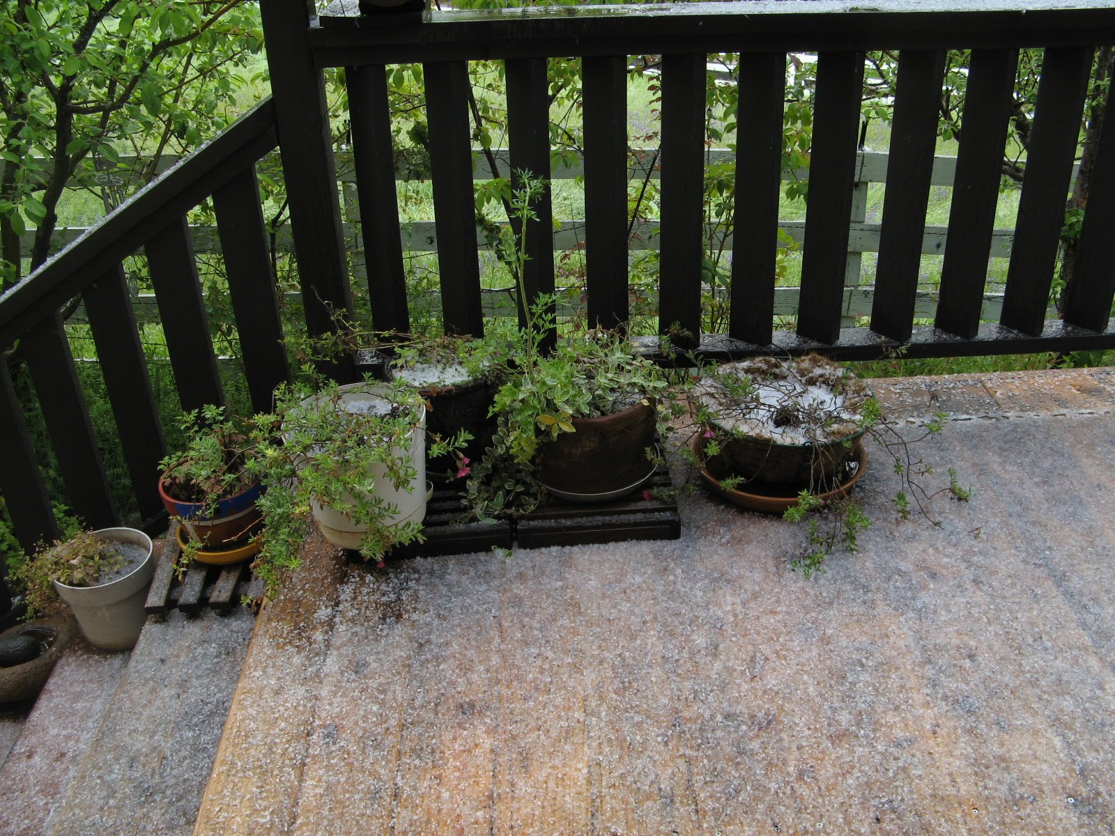 HAIL, CHOWDER AND RUNNING | Que Sera, Sera... Whatever Will Be, Will Be...