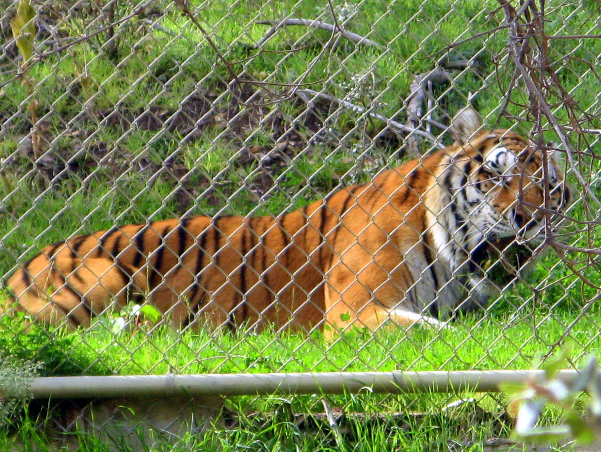 Mary's Ramblin's: PERFORMING ANIMAL WELFARE SANCTUARY