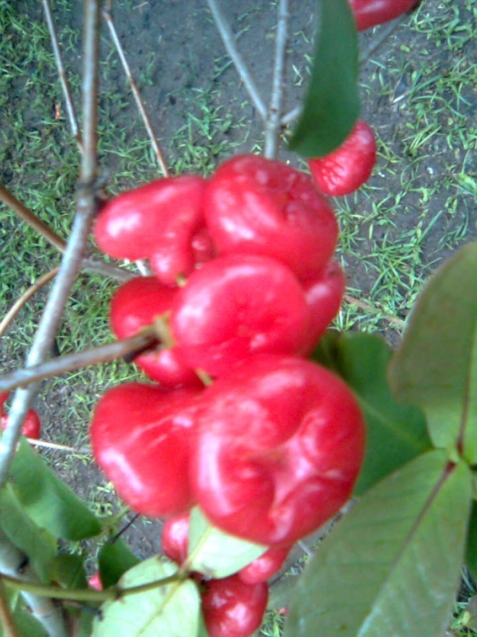 LOVE and LIFE: photo: 38/365